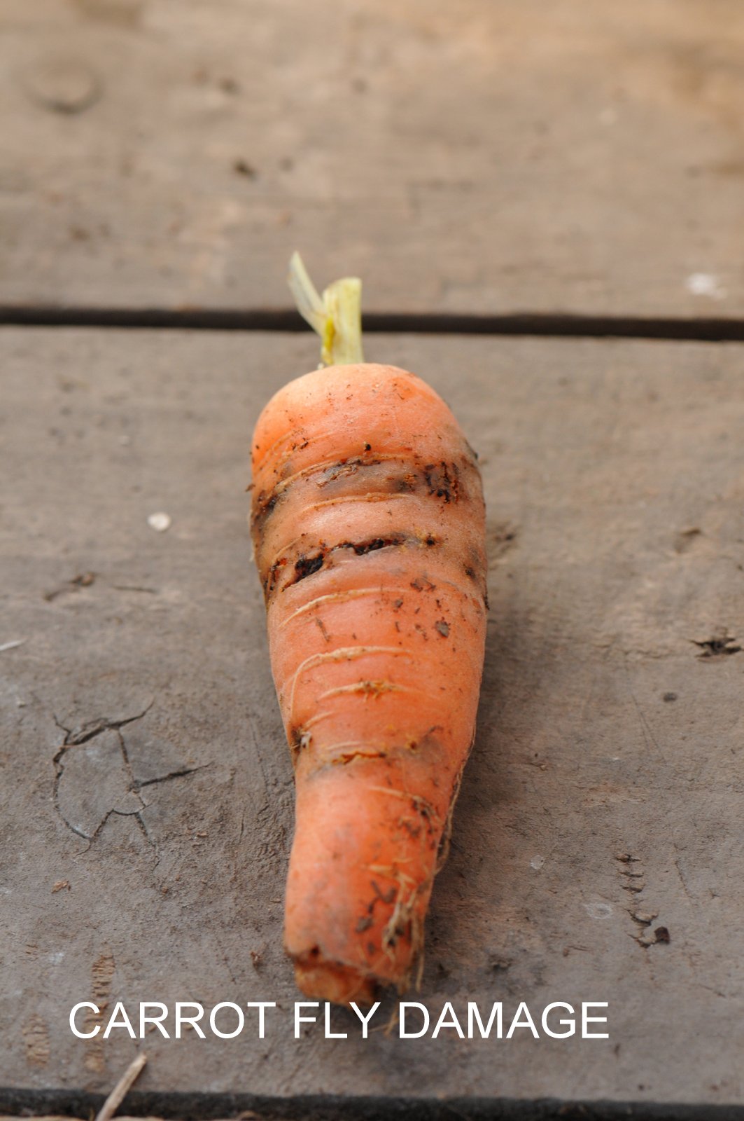 Pest Problems & Protection – Carrot Root Fly – Old Lane Allotment ...