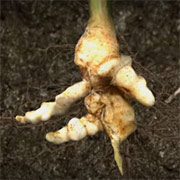 Club – Root Disease – Old Lane Allotment Association